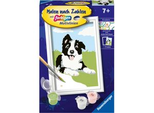 4005556237593 - Malen nach Zahlen RAVENSBURGER CreArt Border Collie Welpe bunt Malvorlagen KinderB5cm H12cm Made in Europe B5cm H12cm