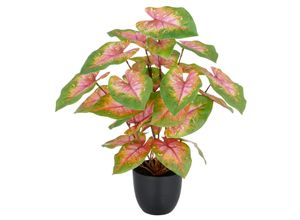 4064118352518 - Kunstpflanze CREATIV GREEN Caladium grün (grün rosa) H40cm Kunststoff Kunstpflanzen mit außergewöhnlicher Blattzeichnung