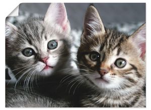 4062144535356 - Wandbild ARTLAND Katze Bilder Gr B H 60 cm x 45 cm Poster Haustiere Querformat 1 St grau Bild Leinwandbild Kunstdrucke Bilder als Alubild Leinwandbild Wandaufkleber oder Poster in versch Größen