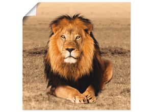 4055327617468 - Wandbild ARTLAND Löwe Bilder Gr B H 30 cm x 30 cm Poster Wildtiere quadratisch 1 St braun Bild Metallbild Metallbilder Bilder als Alubild Leinwandbild Wandaufkleber oder Poster in versch Größen