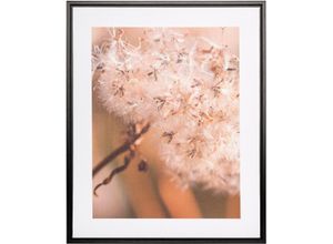 4064118351740 - Bild mit Rahmen CREATIV HOME Pusteblume beige (farbe rahmen schwarz farbe bild(er) natur) B40cm H50cm T25cm Papier Bilder auf Canvas-Leinwand