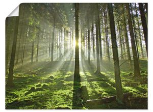 4055327636148 - Wandbild ARTLAND Wald im Gegenlicht Bilder Gr B H 40 cm x 30 cm Poster Wald Querformat 1 St grün Bild Poster Bilder als Alubild Leinwandbild Wandaufkleber oder in versch Größen