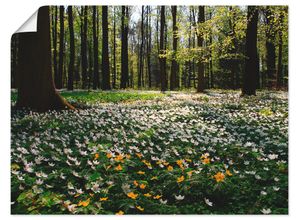 4055327787703 - Wandbild ARTLAND Frühlingswald bedeckt mit Windröschen Bilder Gr B H 40 cm x 30 cm Poster Wald Querformat 1 St grün Bild Poster Bilder als Leinwandbild Wandaufkleber oder in versch Größen