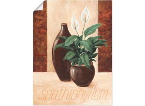 4055327285803 - Wandbild ARTLAND Spathiphyllum - Einblatt Bilder Gr B H 30 cm x 40 cm Poster Pflanzenbilder Hochformat 1 St beige (naturfarben) Kunstdrucke als Alubild Leinwandbild Wandaufkleber oder Poster in versch Größen