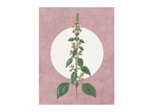 4055065179525 - Bild KOMAR Menthe en Croissance bunt (farbe bild(er) bunt) B40cm H50cm Papier Holz Bilder Wandbild zur Dekoration - ohne Rahmen