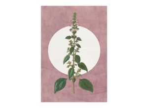 4055065179518 - Bild KOMAR Menthe en Croissance bunt (farbe bild(er) bunt) B50cm H70cm Papier Holz Bilder Wandbild zur Dekoration - ohne Rahmen