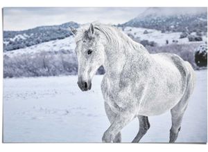8714597509632 - Poster REINDERS Pferd im Schnee weiß (farbe bild(er) weiß) B915cm H61cm Papier Bilder