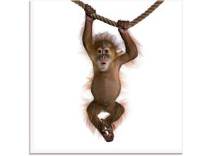 4055327038706 - Glasbild ARTLAND Baby Sumatra Orang Utan hängt an Seil Bilder Gr B H 20 cm x 20 cm Wildtiere 1 St weiß Glasbilder Bilder in verschiedenen Größen