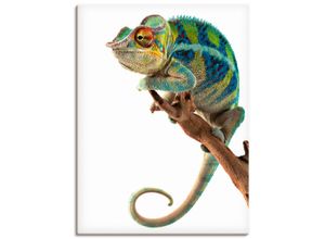 4055327242462 - Wandbild ARTLAND Ambanja Panther Chamäleon Bilder Gr B H 60 cm x 80 cm Leinwandbild Reptilien Hochformat 1 St weiß Bild Metallbild Metallbilder Bilder als Alubild Leinwandbild Wandaufkleber oder Poster in versch Größen