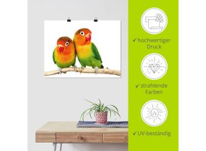 4055327636056 - Wandbild ARTLAND Paar von Grauköpfchen - Papageien Bilder Gr B H 40 cm x 30 cm Poster Vögel Querformat 1 St bunt Bild Metallbild Metallbilder Bilder als Alubild Leinwandbild Wandaufkleber oder Poster in versch Größen