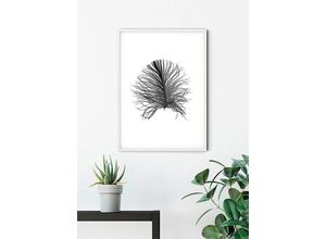 4055065155086 - Bild KOMAR Feather White bunt (farbe bild(er) bunt) B30cm H40cm Papier Holz Bilder Wandbild zur Dekoration - ohne Rahmen