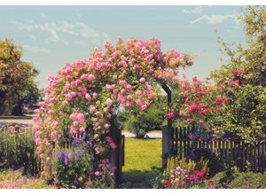 4036834089368 - KOMAR Fototapete Rose Garden Tapeten ausgezeichnet lichtbeständig Gr B L 368 m x 254 m Rollen 8 St bunt (blau grün rosa) Fototapeten Blumen Tapeten