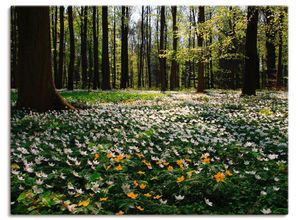 4055327780520 - Wandbild ARTLAND Frühlingswald bedeckt mit Windröschen Bilder Gr B H 40 cm x 30 cm Leinwandbild Wald Querformat 1 St grün Bild Poster Bilder als Leinwandbild Wandaufkleber oder in versch Größen