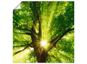 4057738317340 - Wandbild ARTLAND Sonne strahlt explosiv durch den Baum Bilder Gr B H 50 cm x 50 cm Poster Bäume quadratisch 1 St grün Bild Leinwandbild Kunstdrucke Bilder als Alubild Leinwandbild Wandaufkleber oder Poster in versch Größen