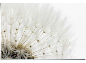 8714597502886 - Poster REINDERS Pusteblume Weiß weiß (farbe bild(er) weiß) B915cm H61cm Papier Bilder