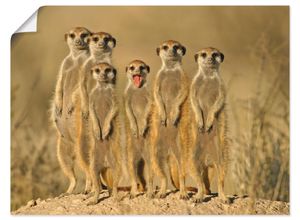 4055327638241 - Wandbild ARTLAND Erdmännchen Familie Bilder Gr B H 40 cm x 30 cm Poster Wildtiere Querformat 1 St braun Bild Leinwandbild Kunstdrucke Bilder als Alubild Leinwandbild Wandaufkleber oder Poster in versch Größen