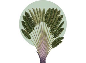 4055065176821 - Wandbild »Botanical Garden Pinnate Palm« (1 St) Deutsches Premium-Poster Fotopapier mit seidenmatter Oberfläche und hoher Lichtbeständigkeit Für fotorealistische Drucke mit gestochen scharfen Details und hervorragender Farbbrillanz