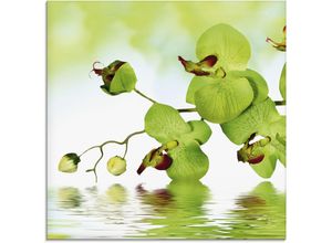 4058661614049 - Glasbild ARTLAND Schöne Orchidee mit grünem Hintergrund Bilder Gr B H 20 cm x 20 cm Blumen 1 St grün Glasbilder Bilder in verschiedenen Größen 4058661614049 - Glasbild ARTLAND Schöne Orchidee mit grünem Hintergrund Bilder Gr B H 20 cm x 20 cm Blumen 1 St grün Glasbilder Bilder in verschiedenen Größen