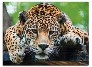 4057738313663 - Wandbild ARTLAND Südamerikanischer Jaguar Bilder Gr B H 80 cm x 60 cm Leinwandbild Wildtiere Querformat 1 St braun Kunstdrucke als Alubild Leinwandbild Wandaufkleber oder Poster in versch Größen 4057738313663 - Wandbild ARTLAND Südamerikanischer Jaguar Bilder Gr B H 80 cm x 60 cm Leinwandbild Wildtiere Querformat 1 St braun Kunstdrucke als Alubild Leinwandbild Wandaufkleber oder Poster in versch Größen