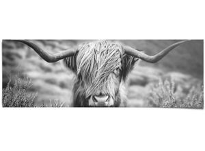 8714597614442 - Poster REINDERS Highlander Bulle Tiermotiv - Nahaufnahme - Hochlandrind Bild schwarz (farbe bild(er) schwarz weiß) B158cm H53cm Papier Bilder