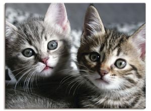 4062144533796 - Wandbild ARTLAND Katze Bilder Gr B H 80 cm x 60 cm Leinwandbild Haustiere Querformat 1 St grau Bild Leinwandbild Kunstdrucke Bilder als Alubild Leinwandbild Wandaufkleber oder Poster in versch Größen