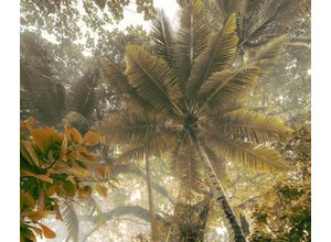 4055065050381 - Fototapete »Vlies Fototapete - Palms Panorama - Größe 300 x 250 cm« glatt botanisch floral geblümt gemustert tropisch (Packung 1 St Lieferung auf Rolle in stabiler Kartonhülse) Vom Design bis zum Druck Made in Germany bunt