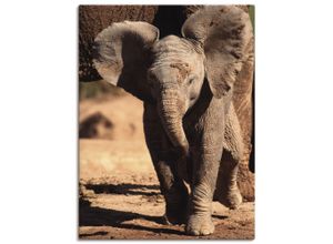4055327242752 - Wandbild ARTLAND Elefantenbaby Bilder Gr B H 45 cm x 60 cm Leinwandbild Wildtiere Hochformat 1 St braun Bild Poster Bilder als Alubild Leinwandbild Wandaufkleber oder in versch Größen
