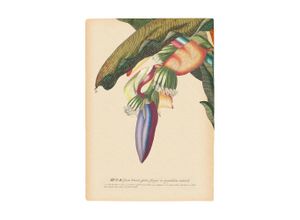 4055065178207 - Bild KOMAR Banana Heart bunt (farbe bild(er) bunt) B30cm H40cm Papier Holz Bilder Wandbild zur Dekoration - ohne Rahmen