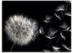4062144602140 - Wandbild ARTLAND Pusteblume Bilder Gr B H 80 cm x 60 cm Leinwandbild Blumenbilder Querformat 1 St schwarz Kunstdrucke als Alubild Leinwandbild Wandaufkleber oder Poster in versch Größen