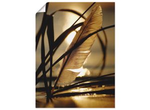4055327771474 - Wandbild ARTLAND Feder im Abendlicht Bilder Gr B H 30 cm x 40 cm Poster Gräser Hochformat 1 St goldfarben Bild Leinwandbild Kunstdrucke Bilder als Leinwandbild Wandaufkleber oder Poster in versch Größen 4055327771474 - Wandbild ARTLAND Feder im Abendlicht Bilder Gr B H 30 cm x 40 cm Poster Gräser Hochformat 1 St goldfarben Bild Leinwandbild Kunstdrucke Bilder als Leinwandbild Wandaufkleber oder Poster in versch Größen