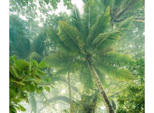 4055065050374 - Fototapete »Vlies Fototapete - Climber Canopy - Größe 300 x 250 cm« glatt botanisch floral geblümt gemustert tropisch (Packung 1 St Lieferung auf Rolle in stabiler Kartonhülse) Vom Design bis zum Druck Made in Germany bunt