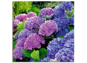 4057738315933 - Wandbild ARTLAND Hortensien im Garten Bilder Gr B H 30 cm x 30 cm Leinwandbild Blumen quadratisch 1 St lila Bild Leinwandbild Kunstdrucke Bilder als Alubild Leinwandbild Wandaufkleber oder Poster in versch Größen