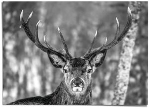 8714597555493 - Poster REINDERS Hirsch im Winter schwarz (farbe bild(er) schwarz) B140cm H100cm T01cm Papier Bilder