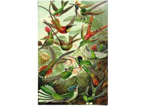 8714597590104 - Poster REINDERS Hummingbirds Vogel - Tiermotiv - Natur - Botanisch - Ernst Haeckel grün (farbe bild(er) grün) B61cm H915cm Papier Bilder
