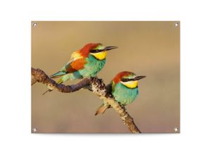 8714597639032 - Poster REINDERS Der Bienenfresser bunt (farbe bild(er) bunt) B80cm H60cm T01cm Leinwand Bilder Outdoor für Garten oder Balkon