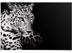 8714597375985 - Poster REINDERS Könige der Natur Leopard schwarz (farbe bild(er) schwarz) B915cm H61cm Papier Bilder