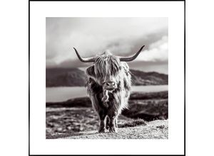 8714597577884 - Wandbild REINDERS Slim Frame Black 50x50 Highland Cow Bilder Gr B H T 50 cm x 50 cm x 2 cm quadratisch schwarz Kunstdrucke Bilder