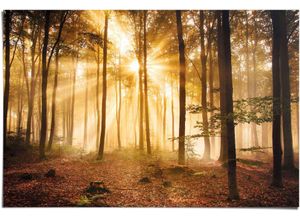 8714597380897 - Poster REINDERS Erleuchteter Wald braun (farbe bild(er) braun) B915cm H61cm Papier Bilder