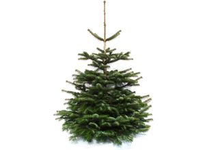 4260745370004 - Echter Weihnachtsbaum WEIHNACHTSBAUMLAND Nordmanntanne Premium Baumschul-Qualität in verschiedenen Größen Gr 1 grün (tannengrün) 48 100cm bis 120cm Holzwerkstoff Weihnachtsbäume Stammdurchmesser 10-12cm frisch geschlagen Weihnachtsdeko