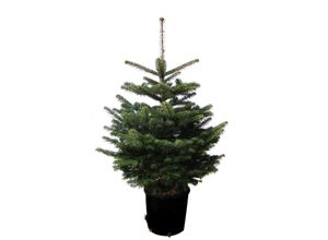 4260745370189 - Echter Weihnachtsbaum WEIHNACHTSBAUMLAND Echte Nordmanntanne zum Einpflanzen Weihnachtsdeko aussen Gr 1 grün (tannengrün) 48 100cm bis 120cm Holzwerkstoff Weihnachtsbäume im Topf gewachsen
