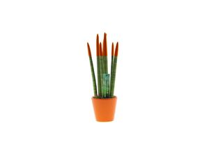 6097229062029 - Plant in a Box - Zylindrischer Bogenhanf - Sansevieria cylindrica - Höhe 20-40cm - Topf 9cm