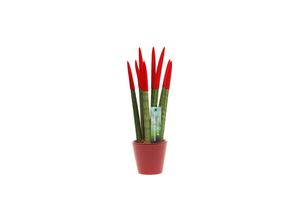 6097223233289 - Plant in a Box - Zylindrischer Bogenhanf - Sansevieria cylindrica - Höhe 20-40cm - Topf 9cm
