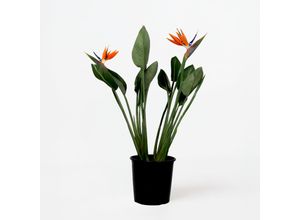 8721278902682 - Plant in a Box - Paradiesvogelblume - Strelitzia reginae - mit Blüten - Höhe 70-100cm - Ø19cm 8721278902682 - Plant in a Box - Paradiesvogelblume - Strelitzia reginae - mit Blüten - Höhe 70-100cm - Ø19cm