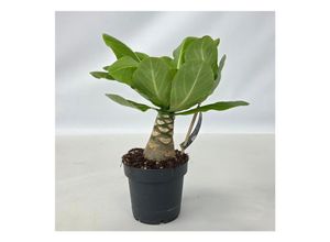 8721278902675 - Plant in a Box - Hawaii-Palme - Brighamia insignis - Höhe 25-35cm - Topf 12cm