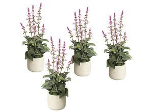4064118889786 - Salvie im Zementtopf VE 4 Stk Höhe 450 mm Blüten rosa kaiserkraft