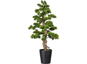 4003529912492 - Bonsai Kiefer im Kunststofftopf 210 x 230 mm Höhe 1100 mm kaiserkraft