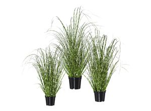4003529428542 - Grasbusch Miscanthus Zebrinus VE 3 Stk Höhe 420 mm kaiserkraft