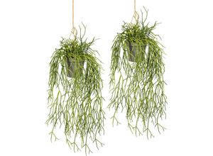 4064118879848 - Rhipsalishänger VE 2 Stk Länge ca 600 mm Kunststoffhängetopf 100 x 100mm kaiserkraft