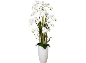 4064118078746 - Phalaenopsisarrangement in Keramikvase Höhe ca 1600 mm Blüten weiß kaiserkraft