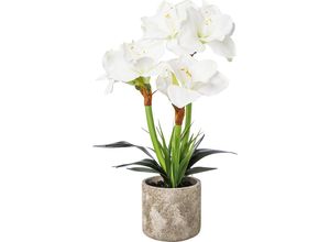 4064118084914 - Amaryllis im Zementtopf weiß Gesamthöhe 550 mm kaiserkraft